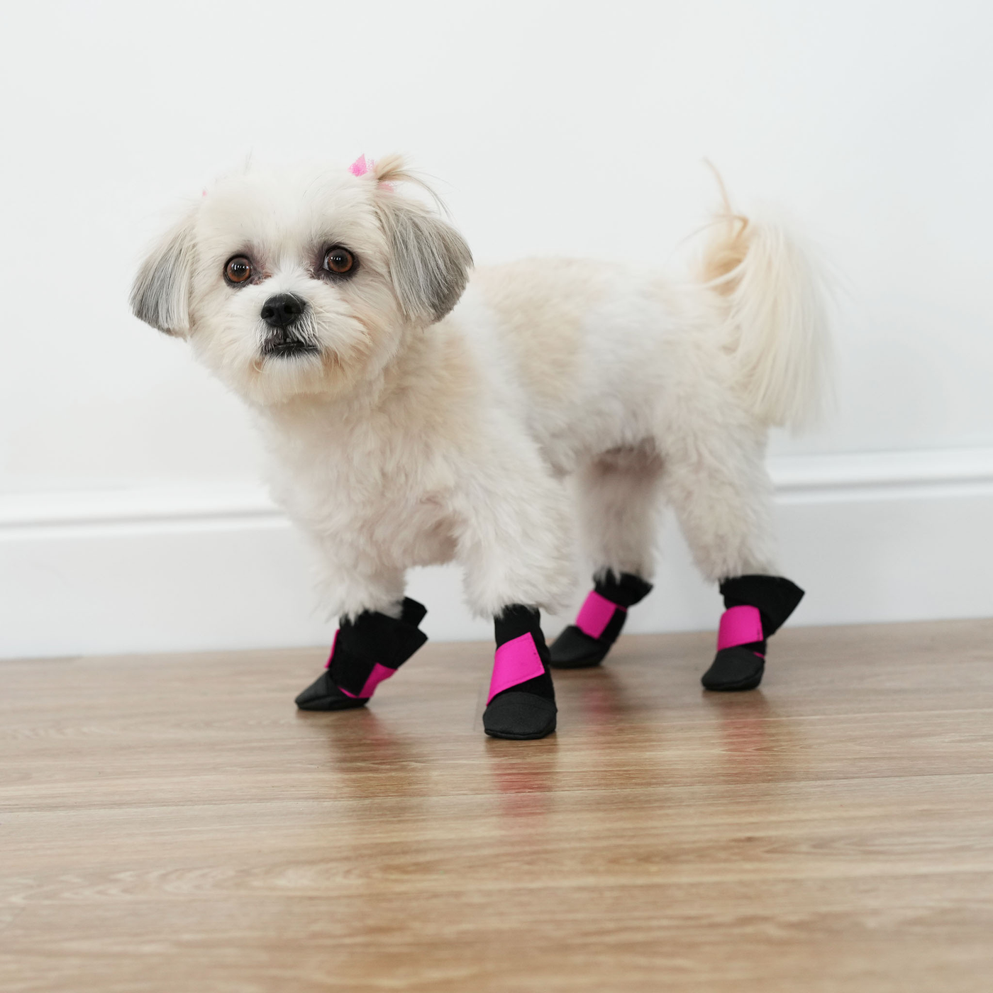 Canine Comfy, the comfy dog bodysuit alternative to the cone of shame