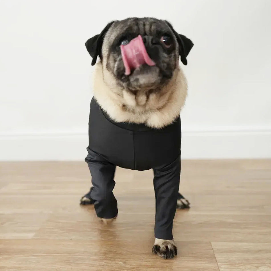 Canine Comfy, the comfy dog bodysuit alternative to the cone of shame